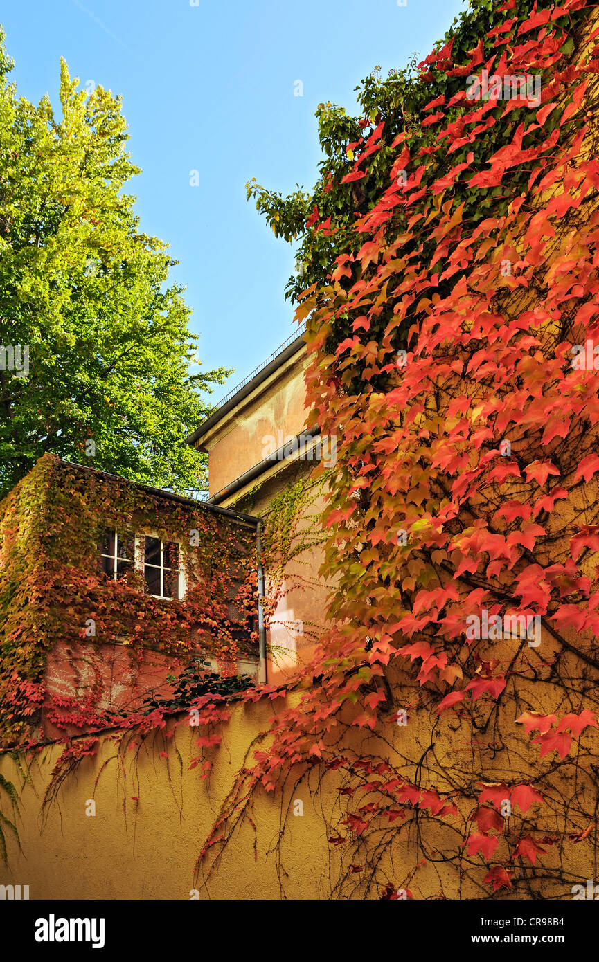 House with Japanese Creeper or Boston Ivy (Parthenocissus tricuspidata ...