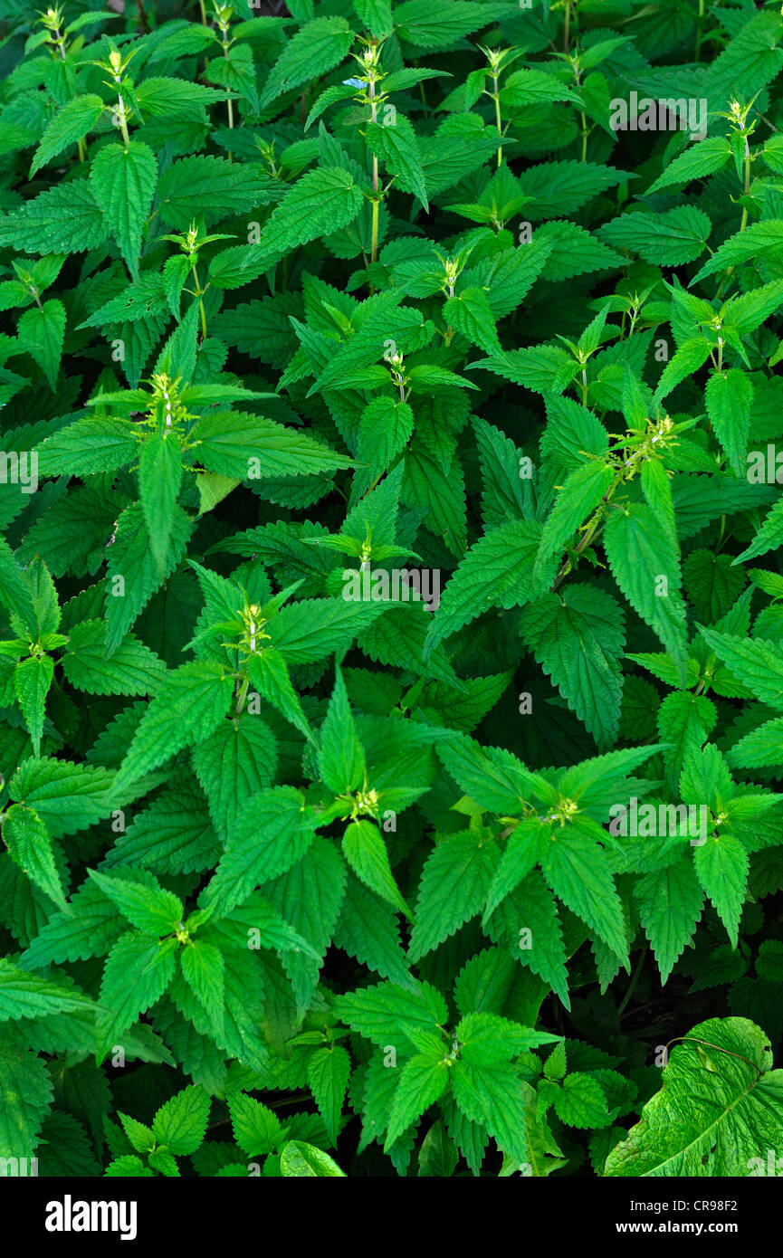 Stinging Nettle (Urtica dioica Stock Photo - Alamy