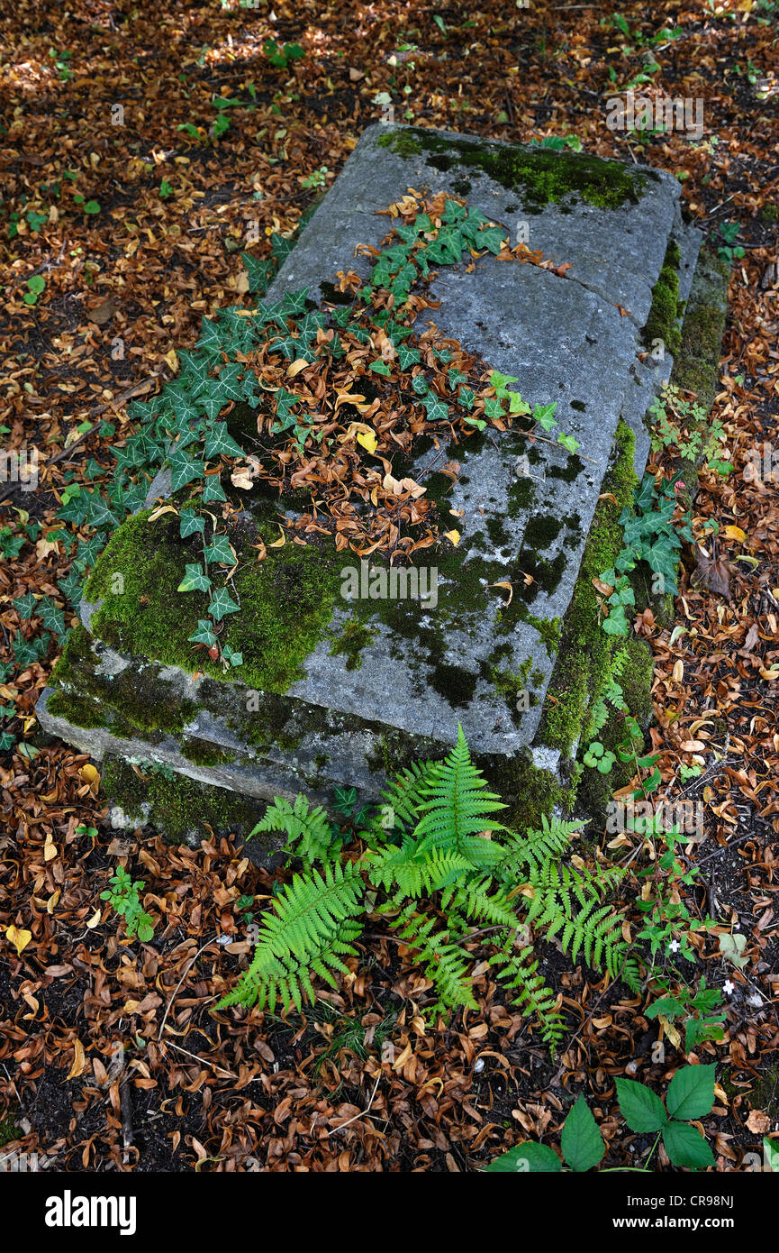 Alter Suedfriedhof cemetery, old grave stone with leaves, ivy and ferns ...