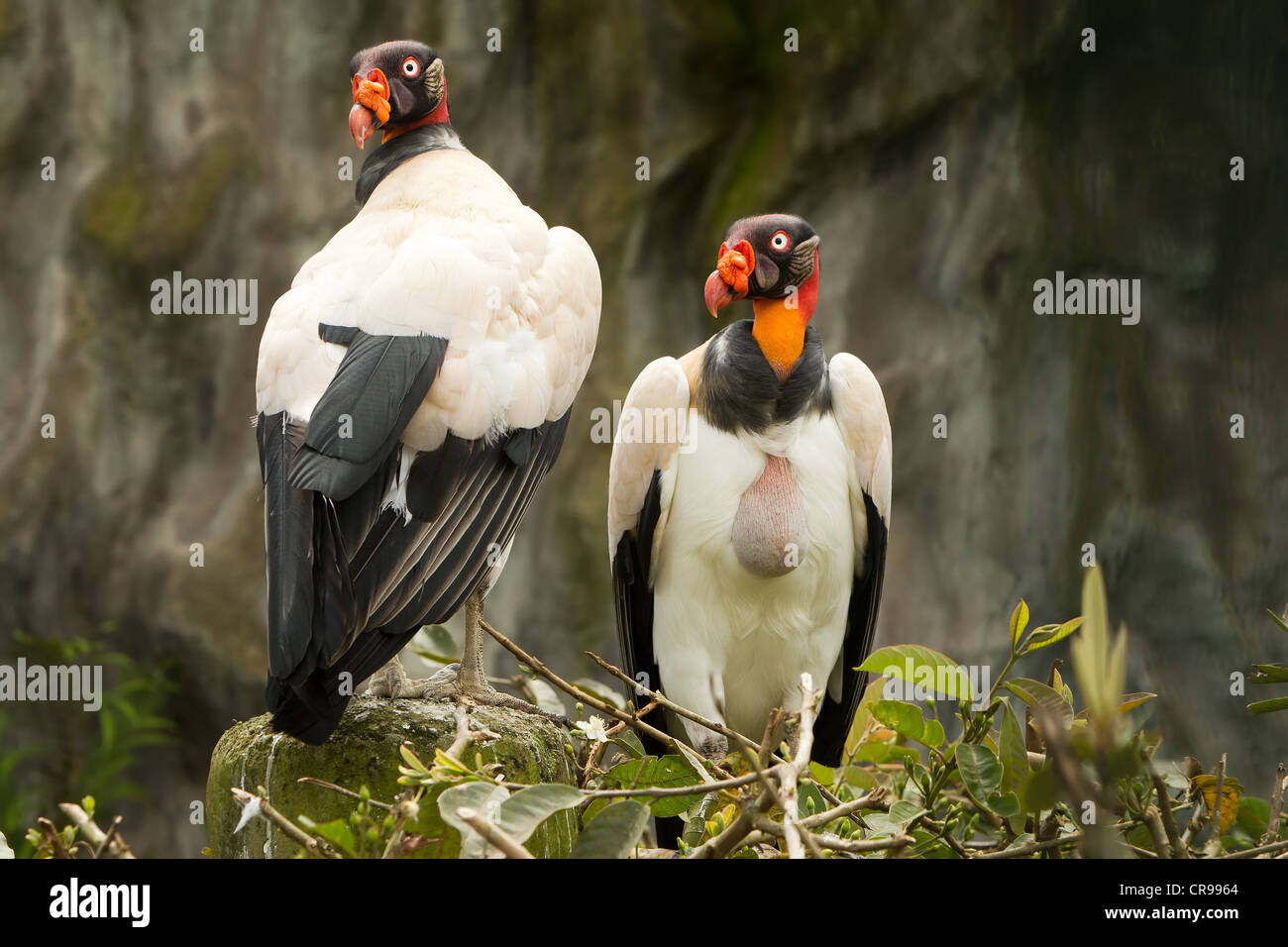 Pair Of King Vulture Shot In Ecuadorian Lowlands In Amazonia Right Male ...