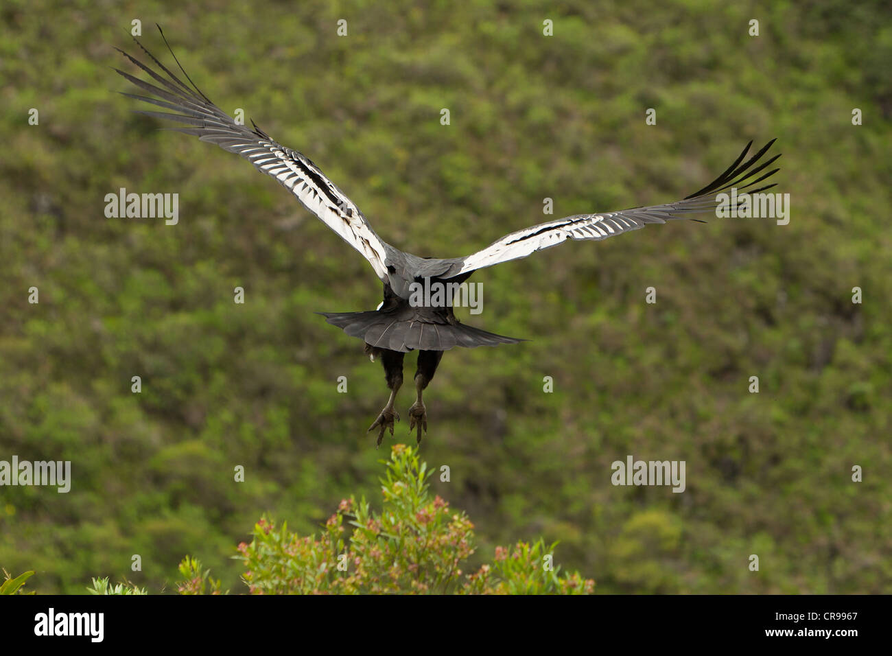 Andean Condor Takeoff Shot In Ecuadorian Highlands At About 1800M ...