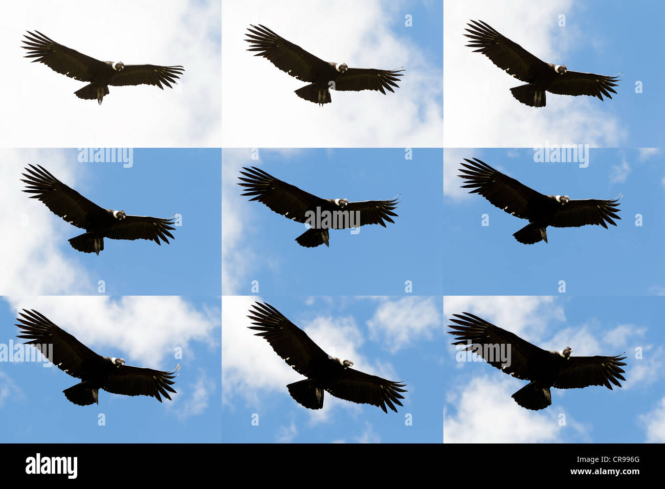 Andean Condor In Flight Against Cloudy Sky Sequence Shot In Less Than 1 ...