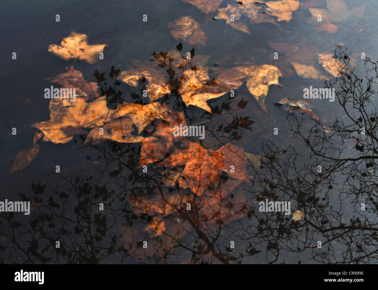 Autumn puddle dry leaves reflection hi-res stock photography and images ...