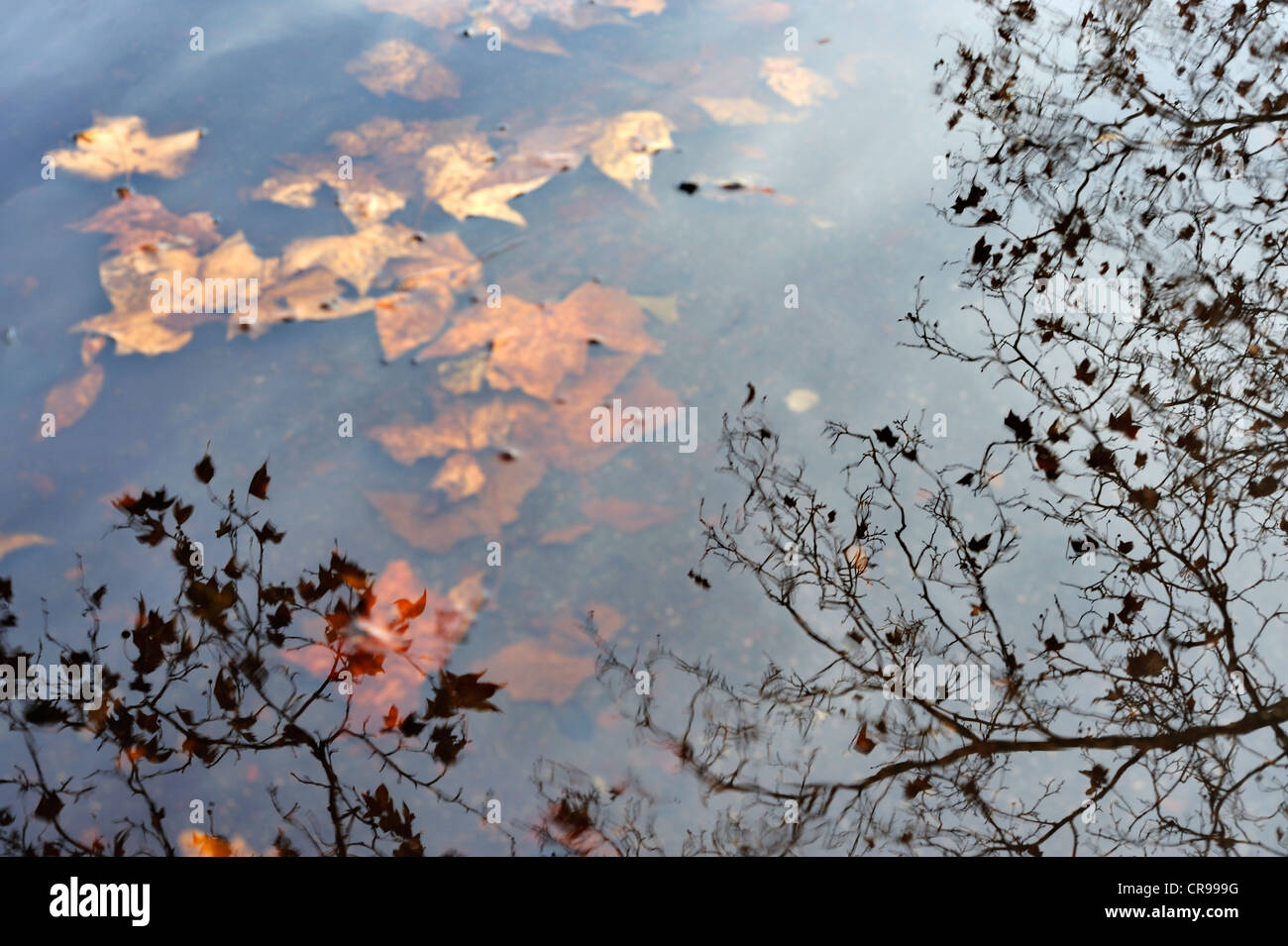 Fallen autumn leaves and reflection in a rain puddle Stock Photo - Alamy