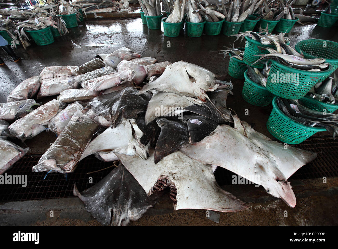 Rays and sharks lie on the floor of a seafood market in Thailand ...