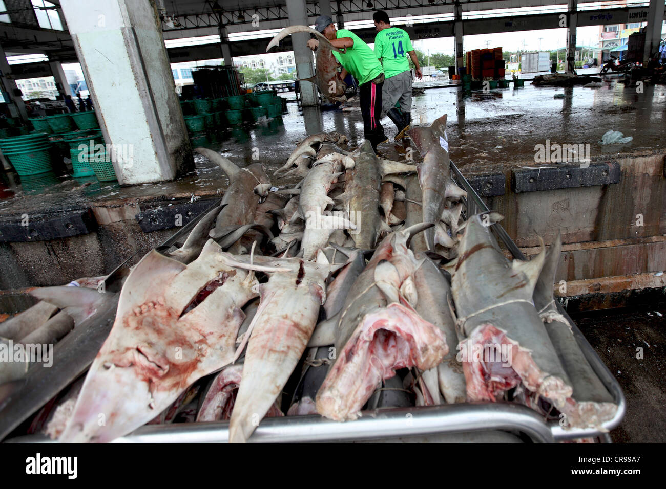 Porters load sharks on a pick up truck at seafood market in Samut ...