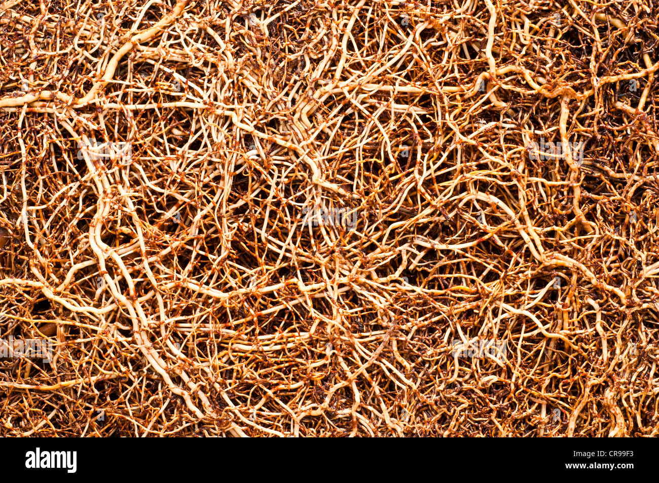 Palm tree rootlet Stock Photo - Alamy