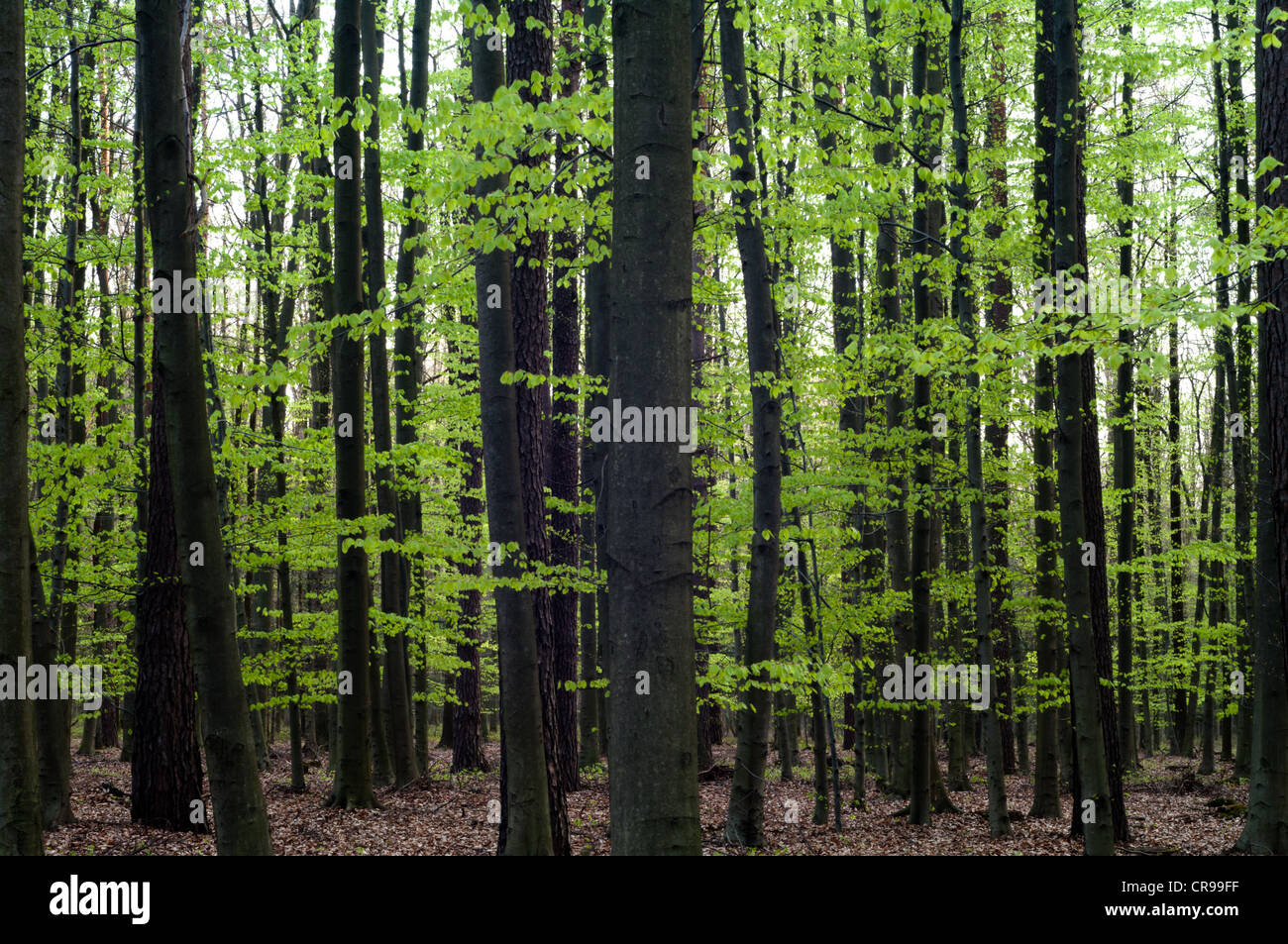 Sunlight in the green forest, spring time Stock Photo - Alamy