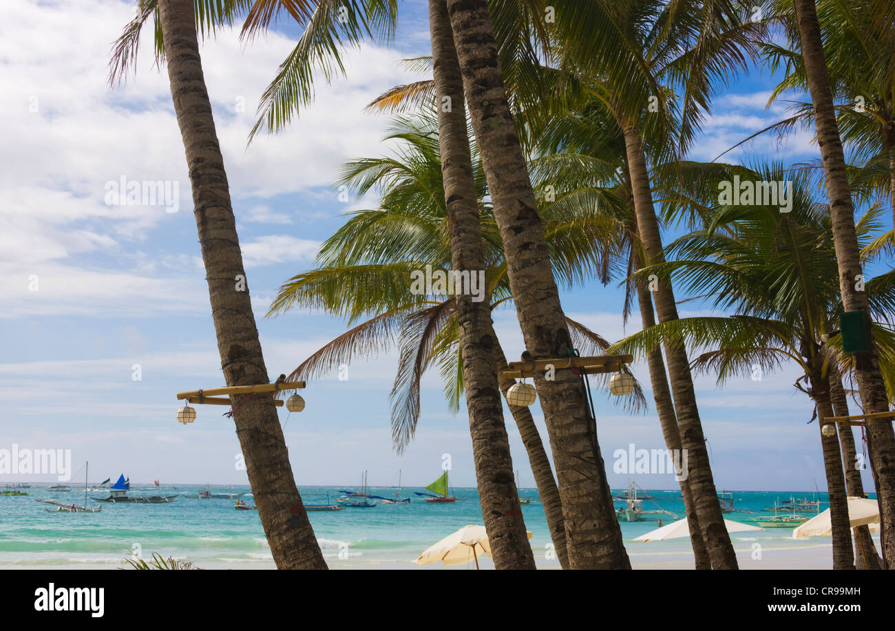 Palm trees with beach, Boracay Island, Aklan Province, Philippines ...