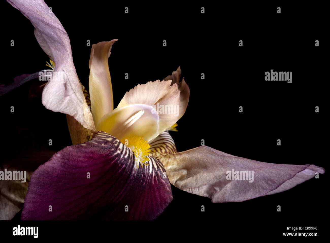 A close up of the side view of an iris Stock Photo - Alamy