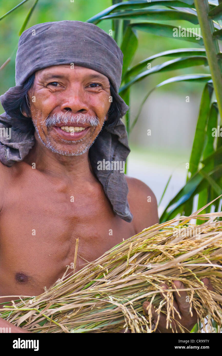 Farmer harvesting rice, Bohol Island, Philippines Stock Photo - Alamy
