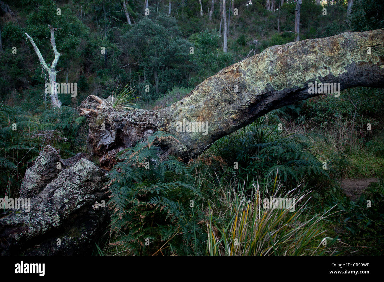 Fallen tree trunk in dense forest, Battery Point, Hobart, Tasmania ...