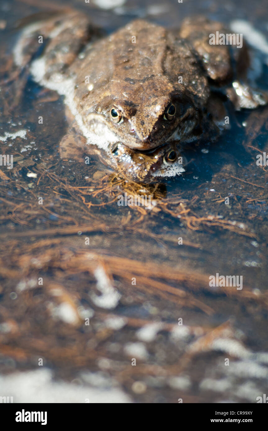 frog in water, nature series Stock Photo - Alamy