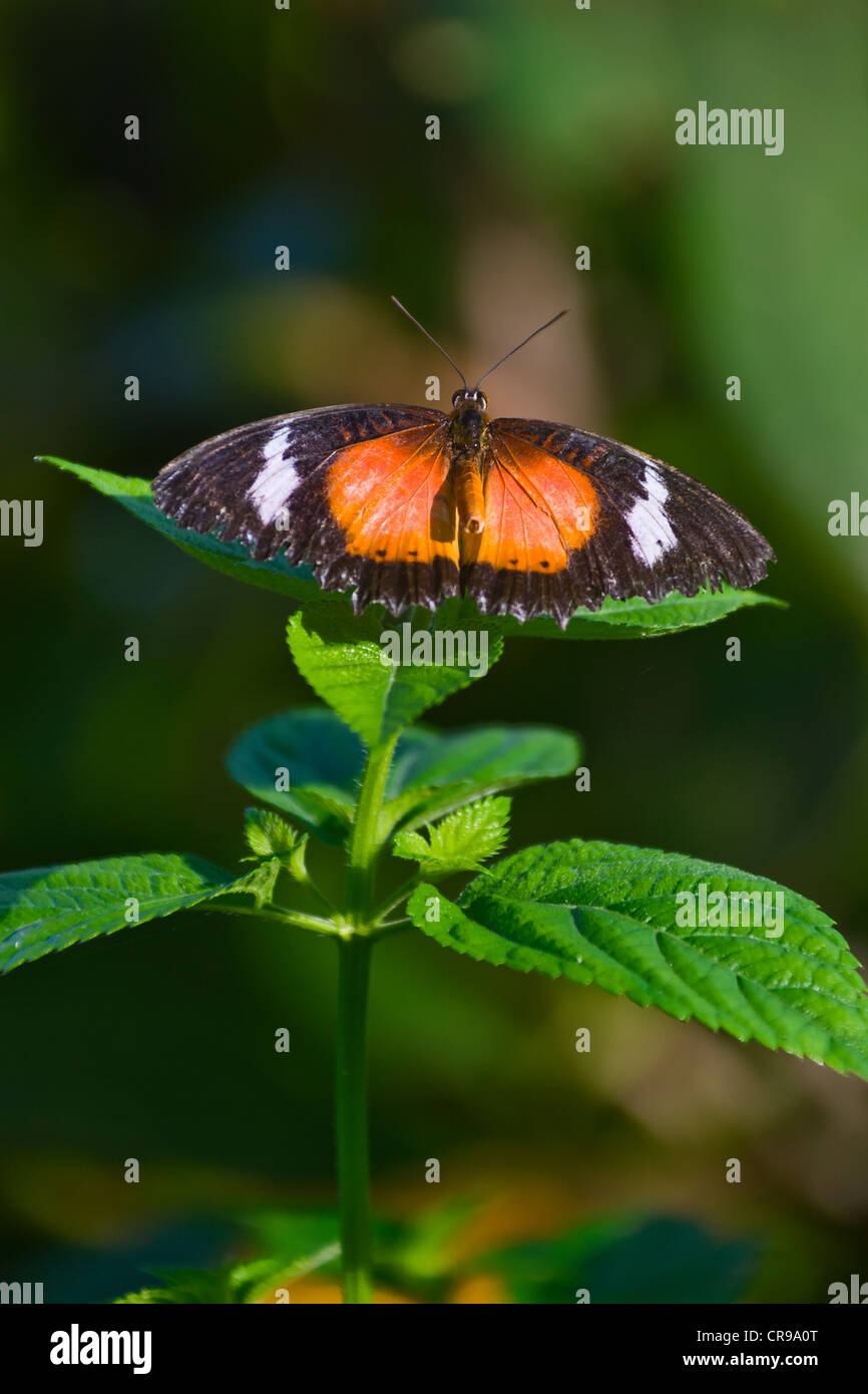 Plain Tiger Butterfly (Danaus chrysippus), Bohol Island, Philippines ...