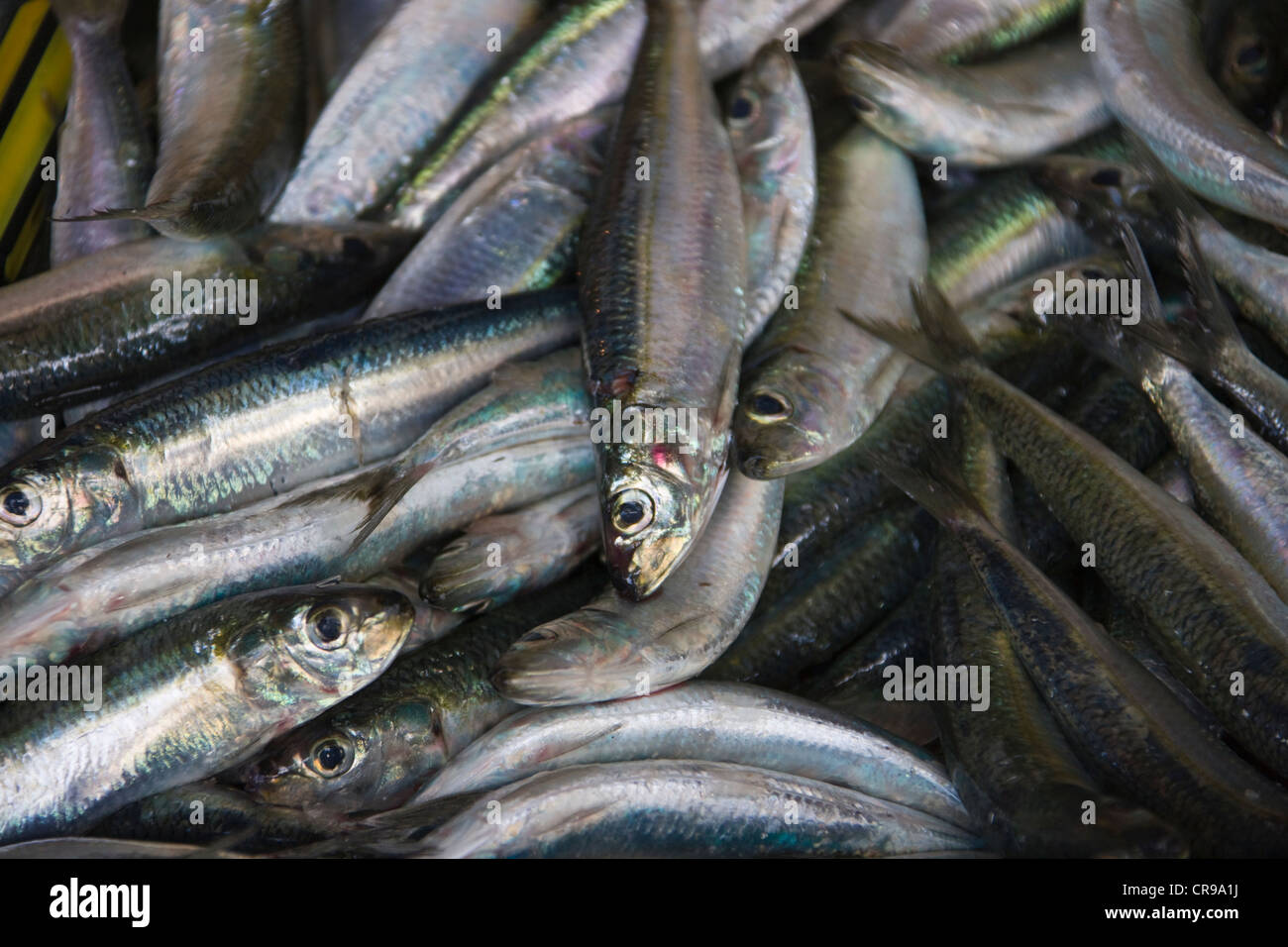 Fish market, Bohol Island, Philippines Stock Photo - Alamy