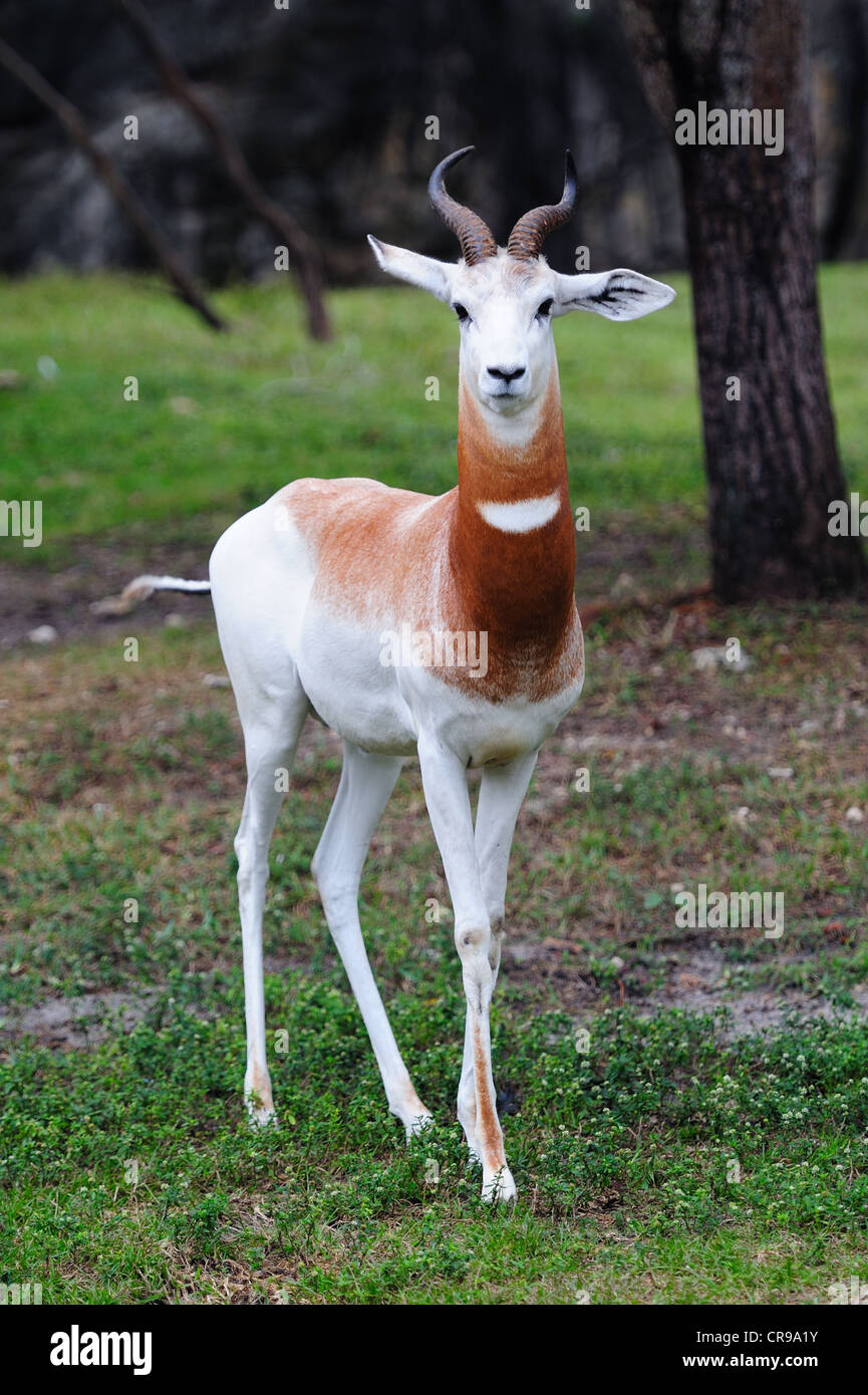 beautiful white antelope in woods in Miami zoo Stock Photo - Alamy