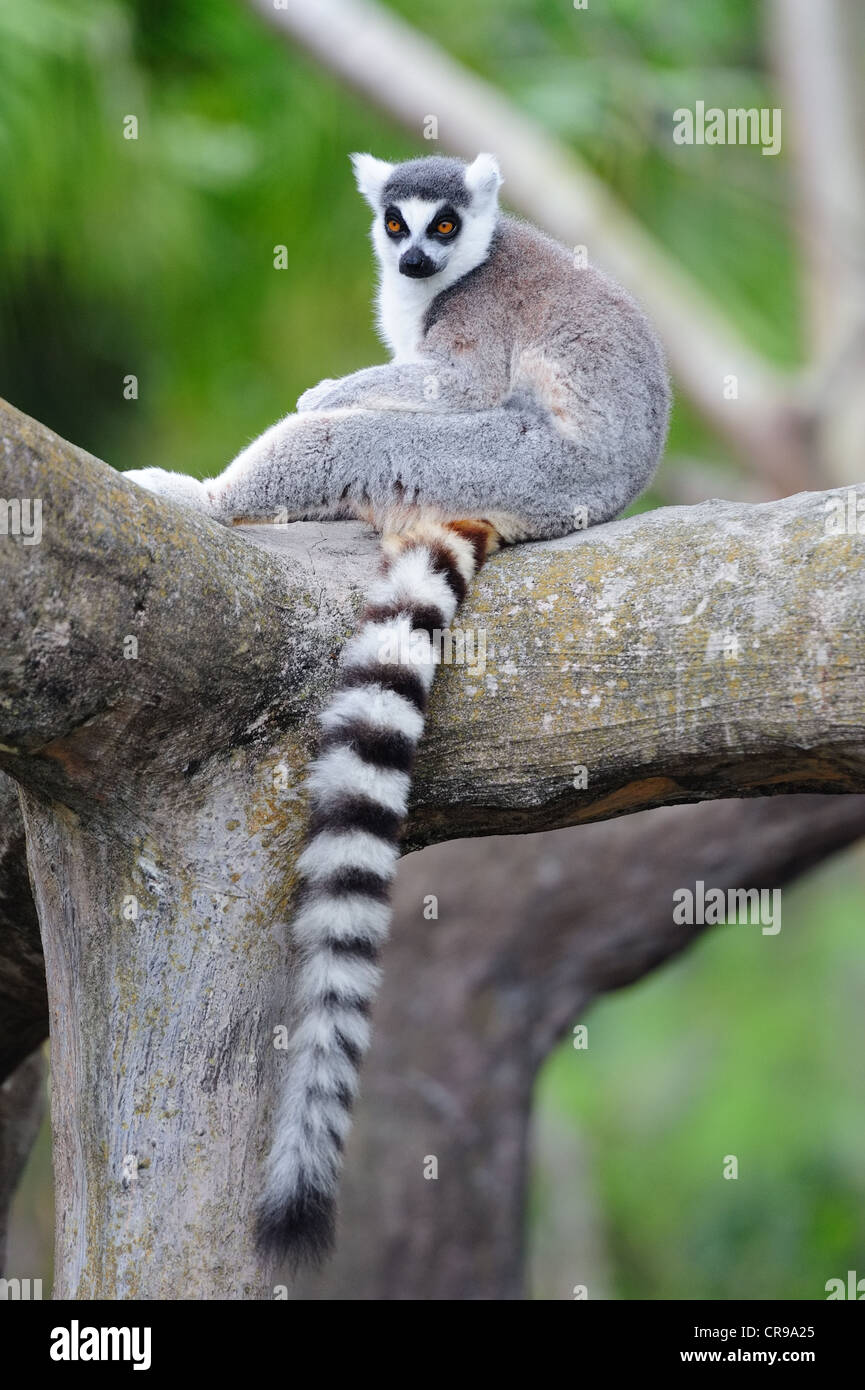 Lemur on tree hi-res stock photography and images - Alamy