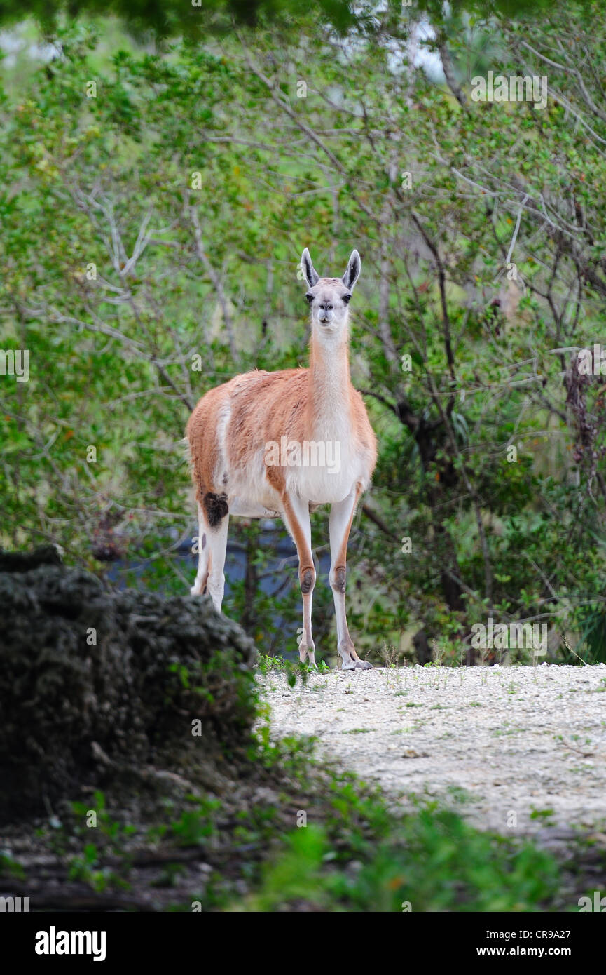 Guanaco walking in Miami zoo Stock Photo - Alamy
