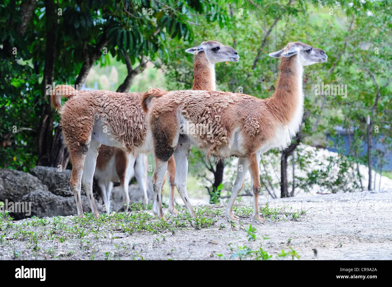 Guanaco walking in Miami zoo Stock Photo - Alamy