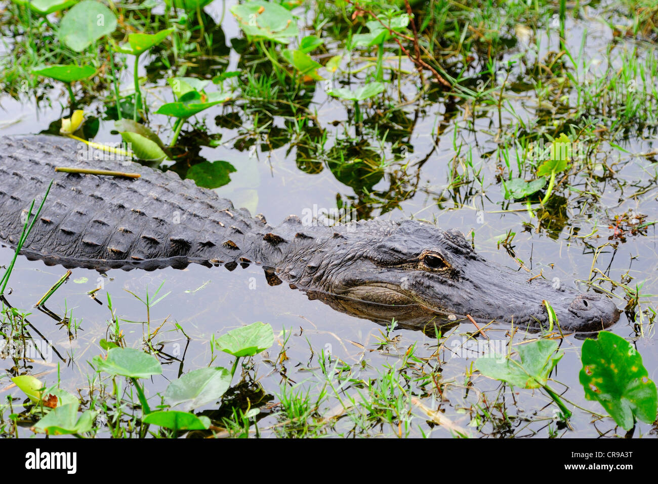 Alligator closeup in wild in Gator Park in Miami, Florida Stock Photo ...