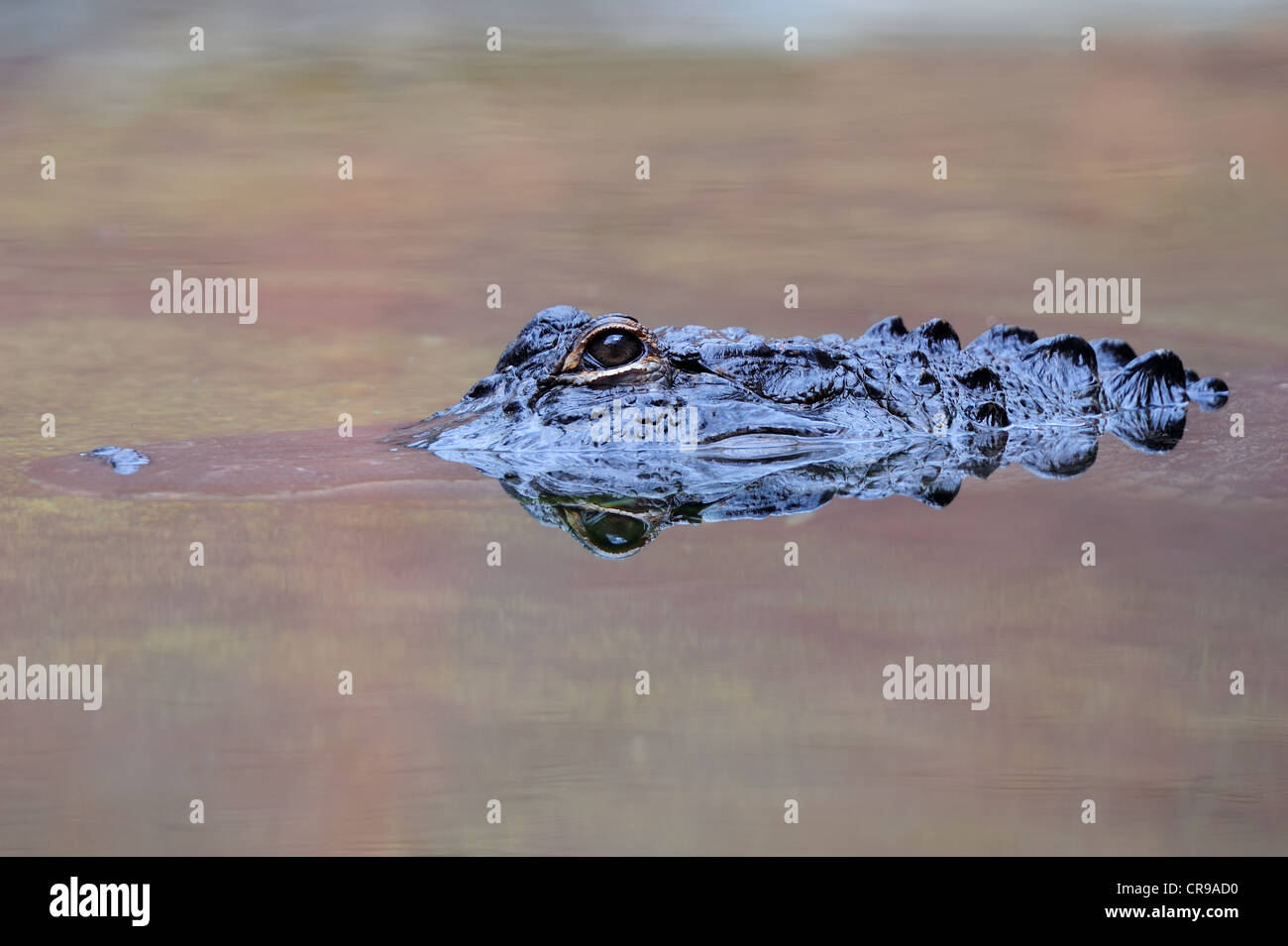 Alligator swim in Miami Zoo, Florida Stock Photo - Alamy