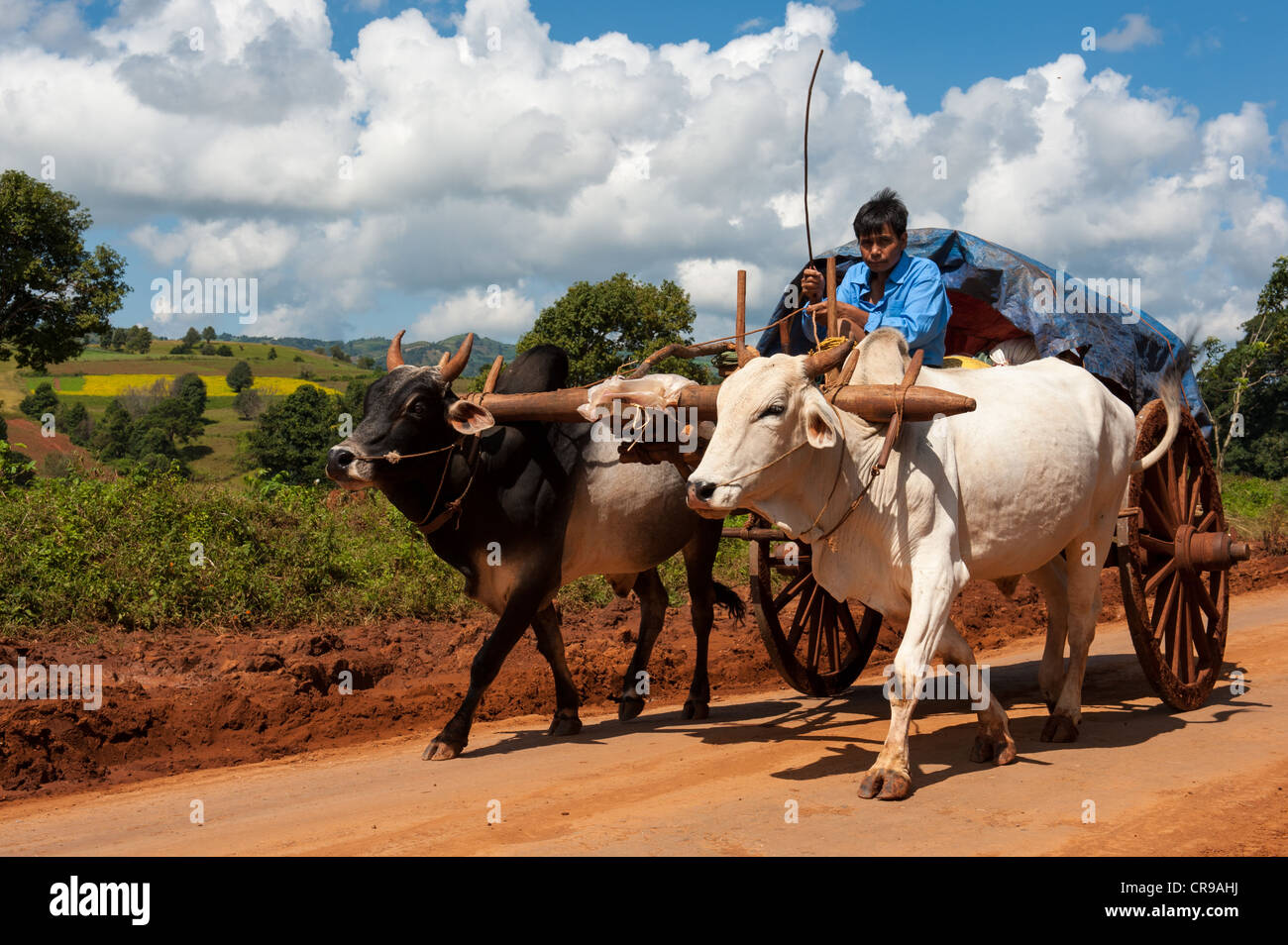 Buffalo Cart High Resolution Stock Photography and Images - Alamy