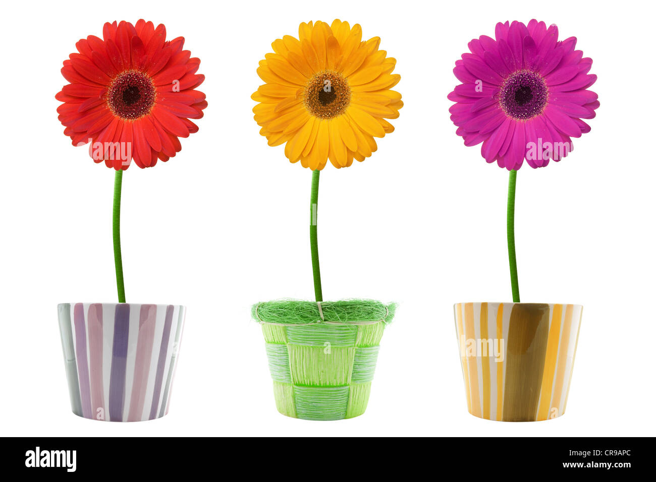 three colorful gerberas isolated on white background Stock Photo - Alamy