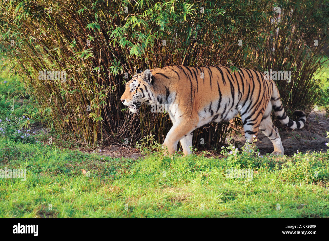 Tiger on grass in Animal Kingdom in Orlando, Florida Stock Photo - Alamy