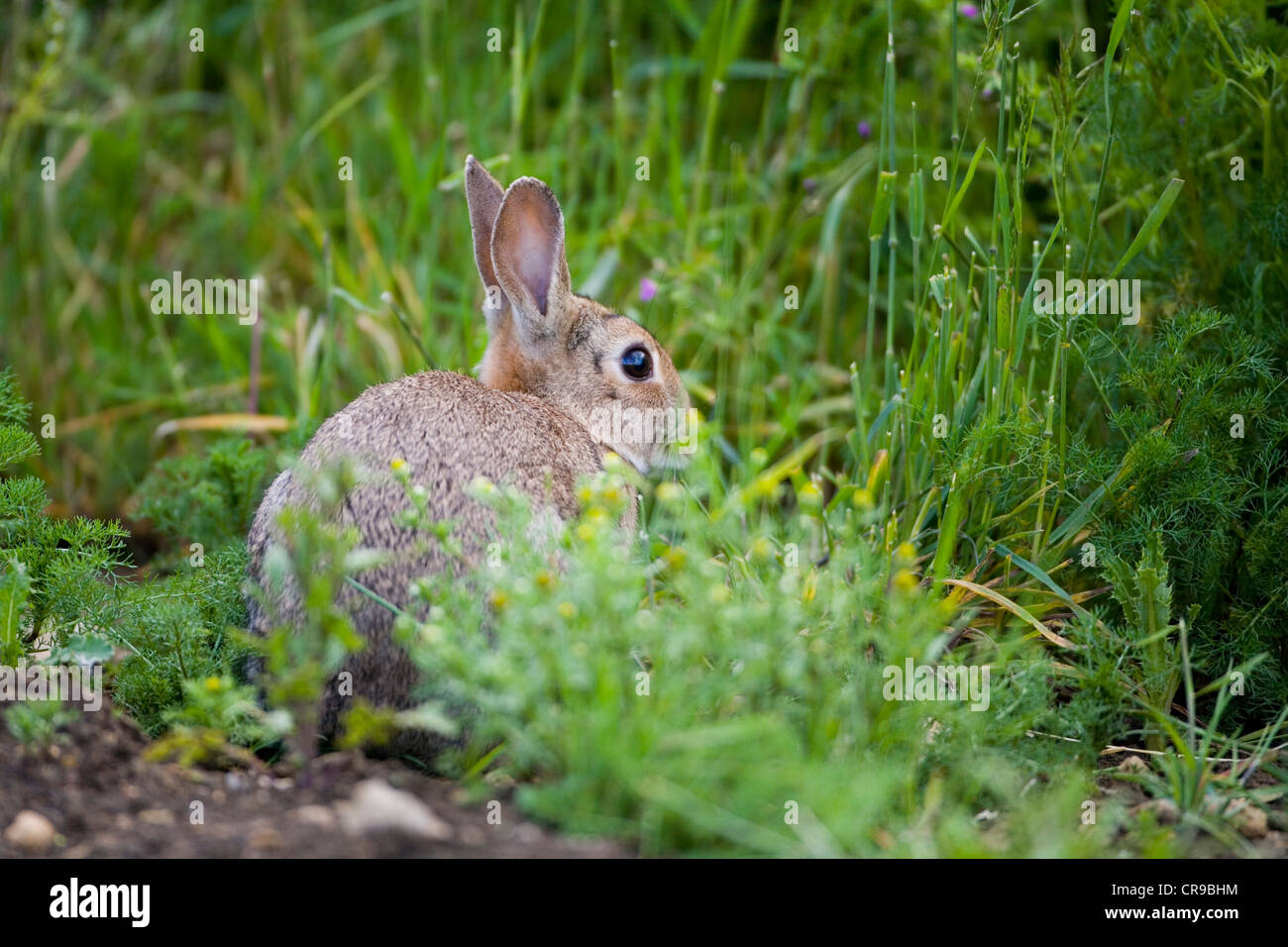 Wild rabbit uk hi-res stock photography and images - Alamy