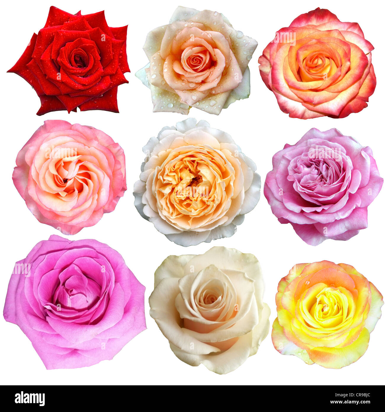 the rose blooms Stock Photo - Alamy