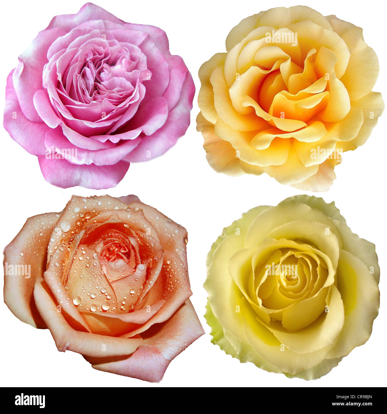 the rose blooms Stock Photo - Alamy
