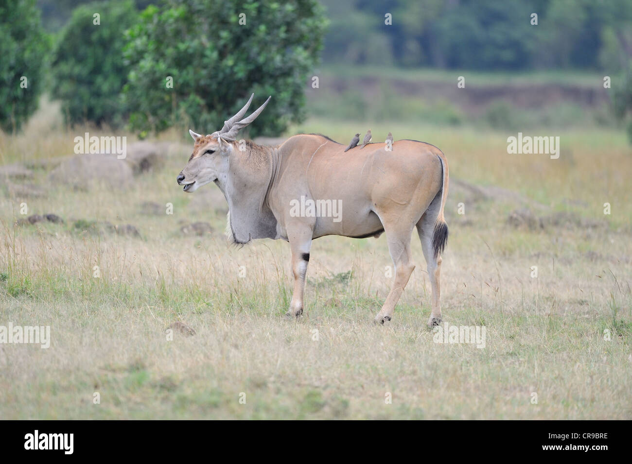 Common eland - Southern eland - Eland antelope (Taurotragus oryx ...