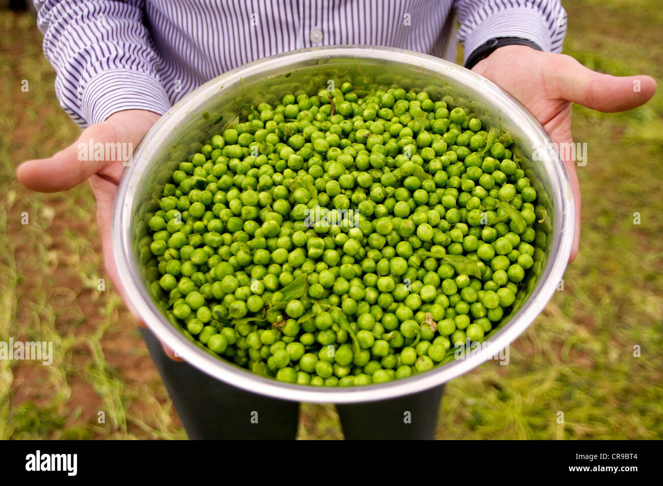 A Bowl of fresh peas collected during the Pea Harvesting Season in ...