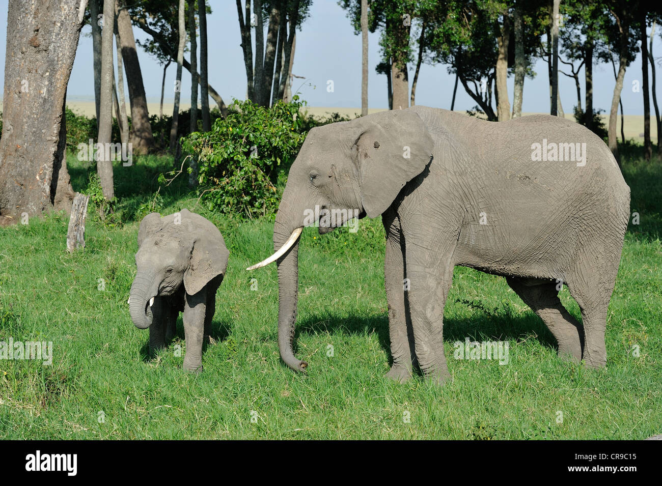 African bush elephant - Savanna elephant - Bush elephant (Loxodonta ...