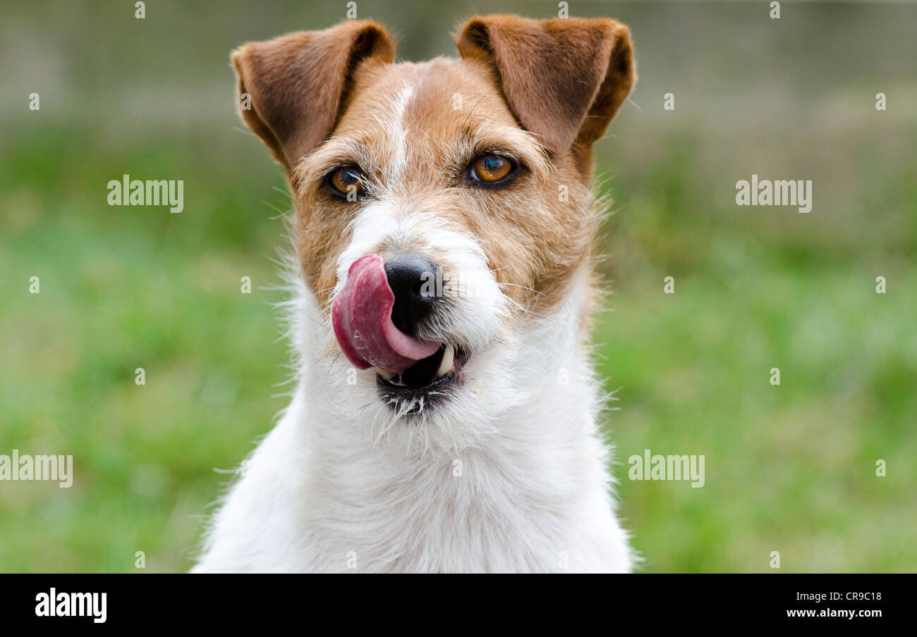Jack russell terrier hi-res stock photography and images - Alamy