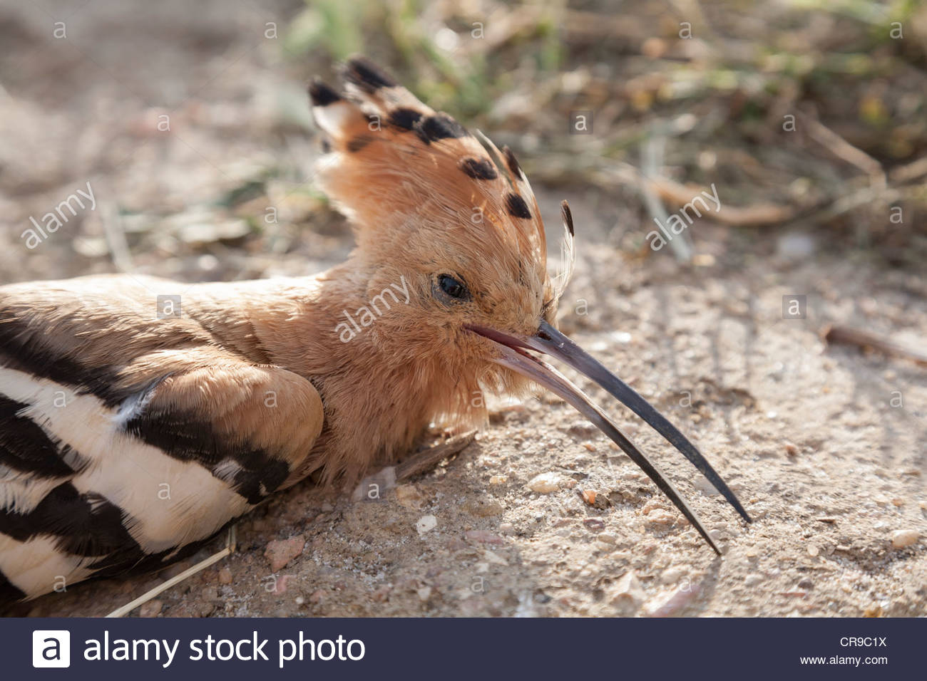 Hoopoe Bird Stock Photos & Hoopoe Bird Stock Images - Alamy