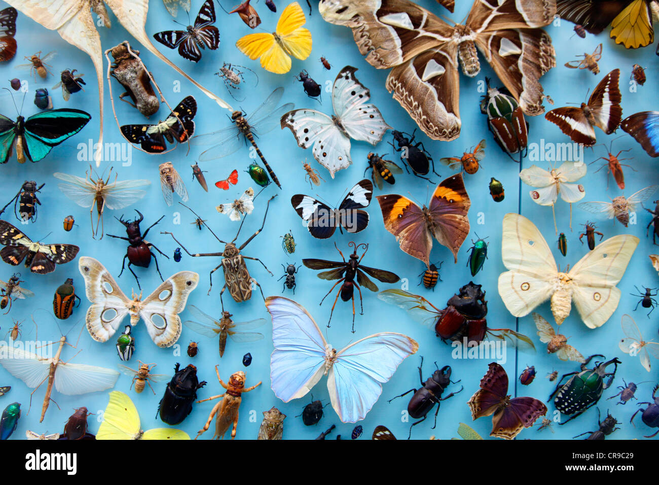 Collection of beetles oxford hi-res stock photography and images - Alamy