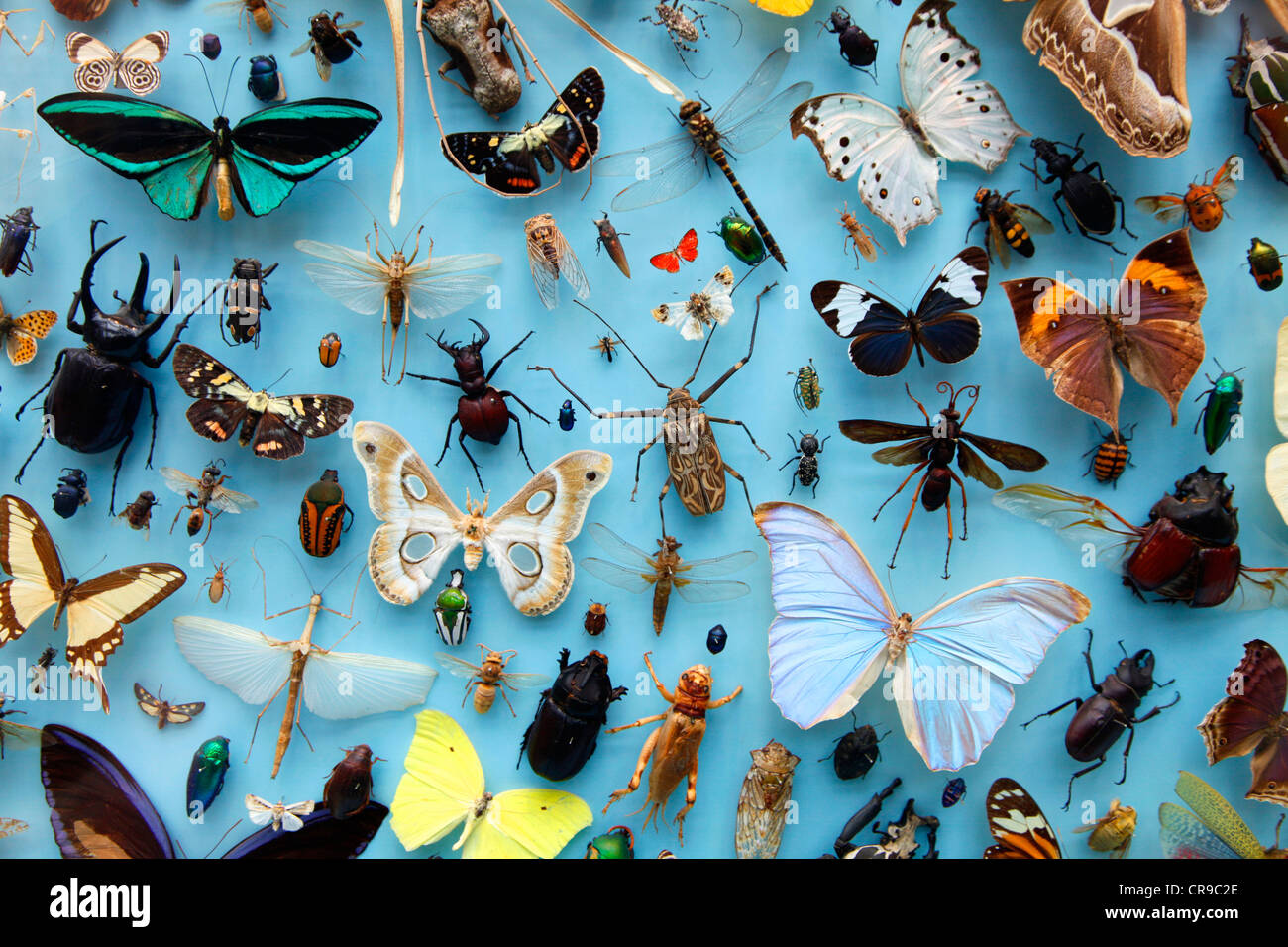 Collection of insects, moths, butterflies, beetles from around the ...