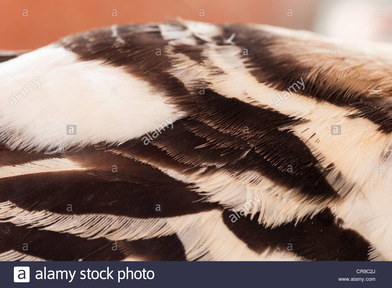 Hoopoe Bird Stock Photos & Hoopoe Bird Stock Images - Alamy