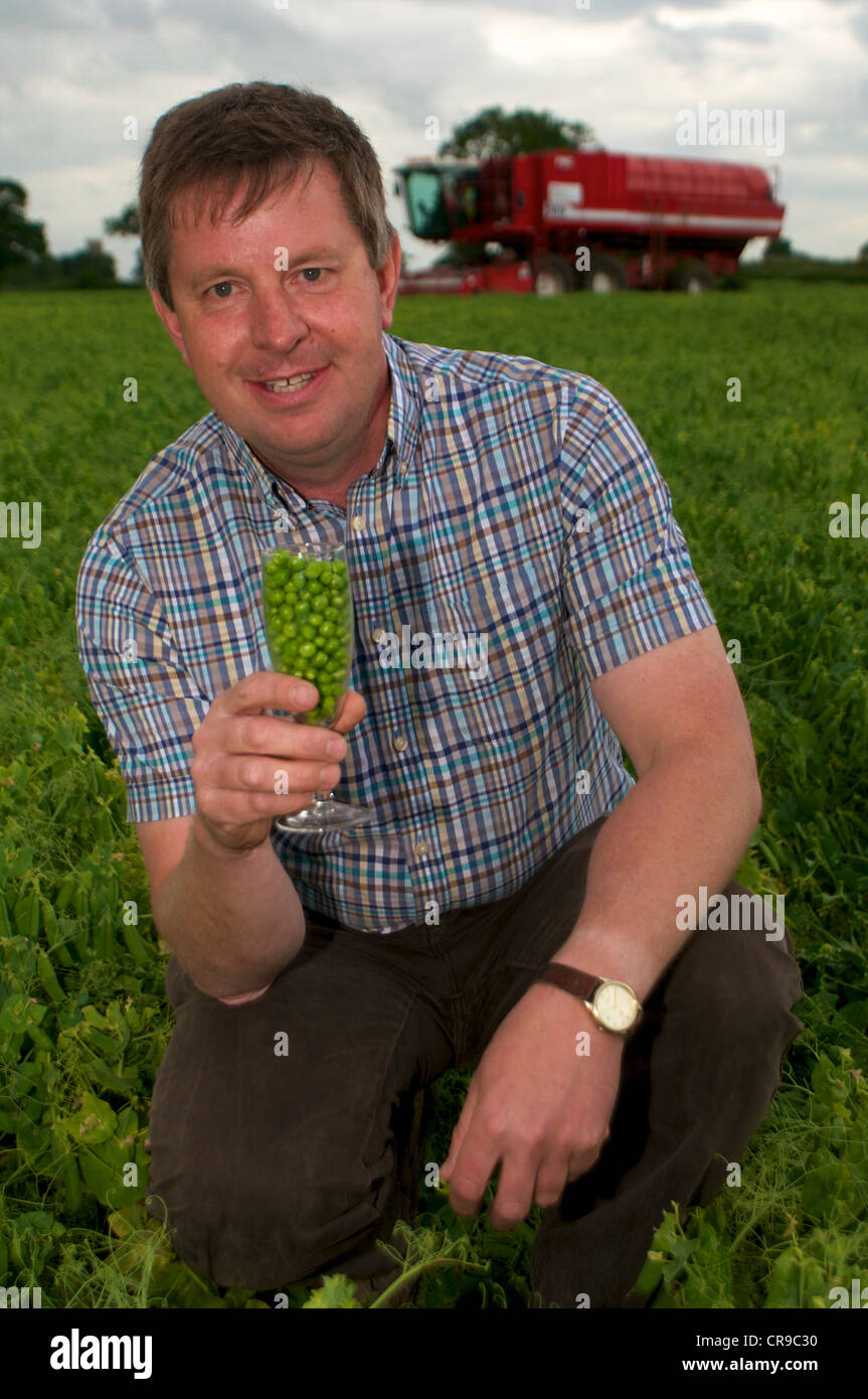 Pea Harvesting Season gets underway in Norfolk Stock Photo - Alamy