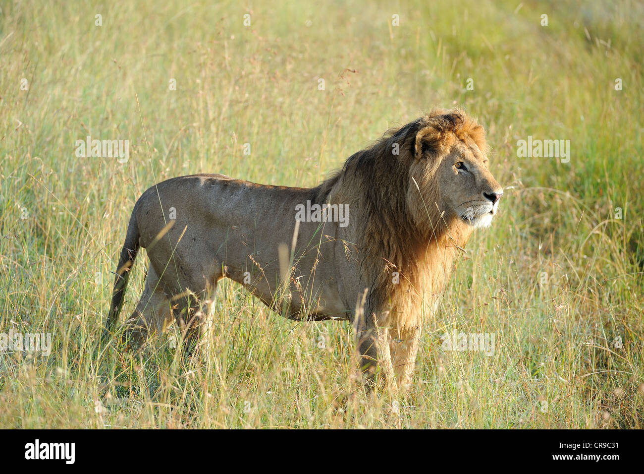 East African lion - Massai lion (Panthera leo nubica) male standing in ...