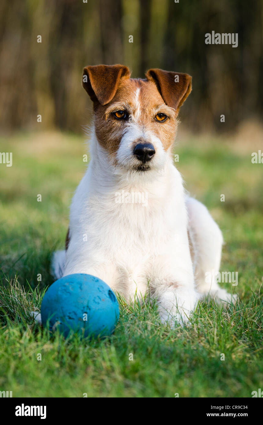 Jack Russell Terrier Dog Stock Photo - Alamy
