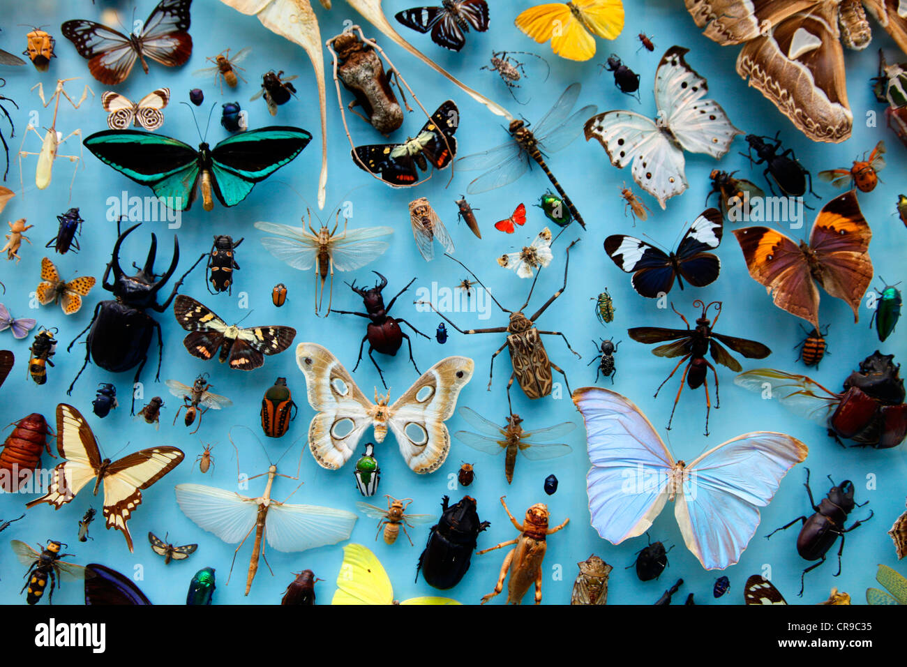 Insects From Around The World