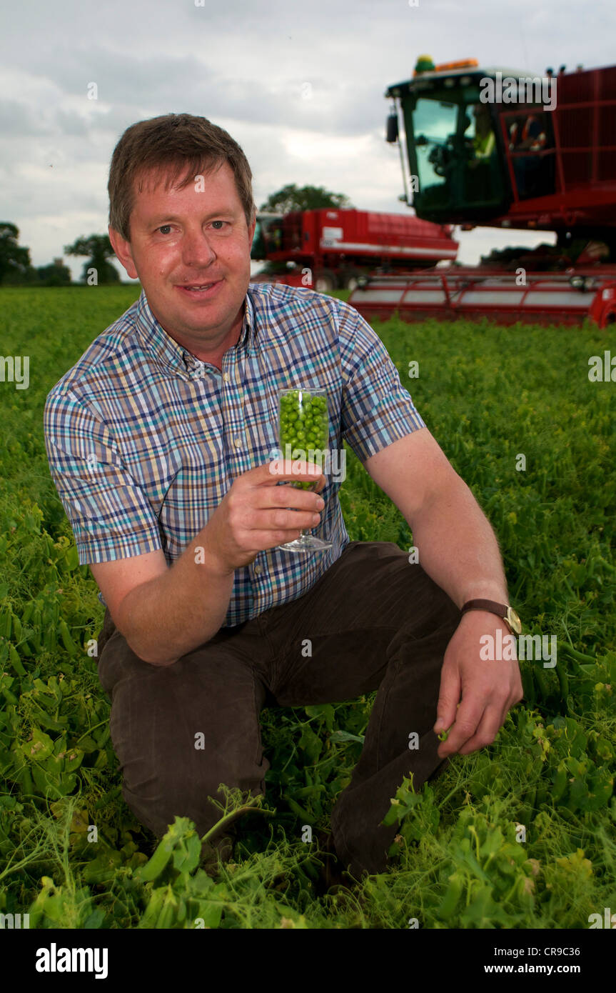 Pea Harvesting Season gets underway in Norfolk Stock Photo - Alamy