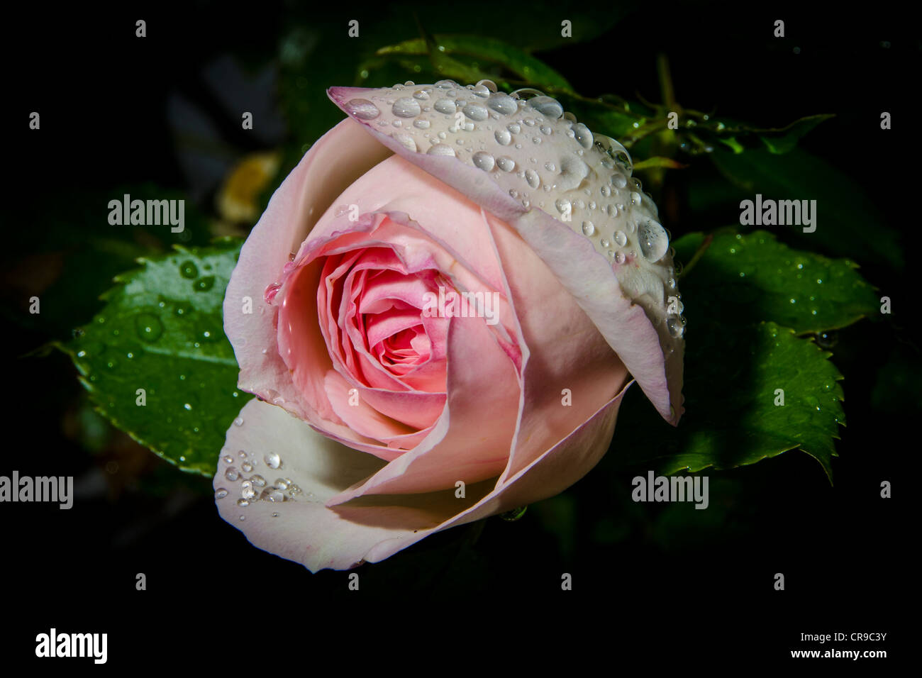 Pink rose with raindrops Stock Photo - Alamy