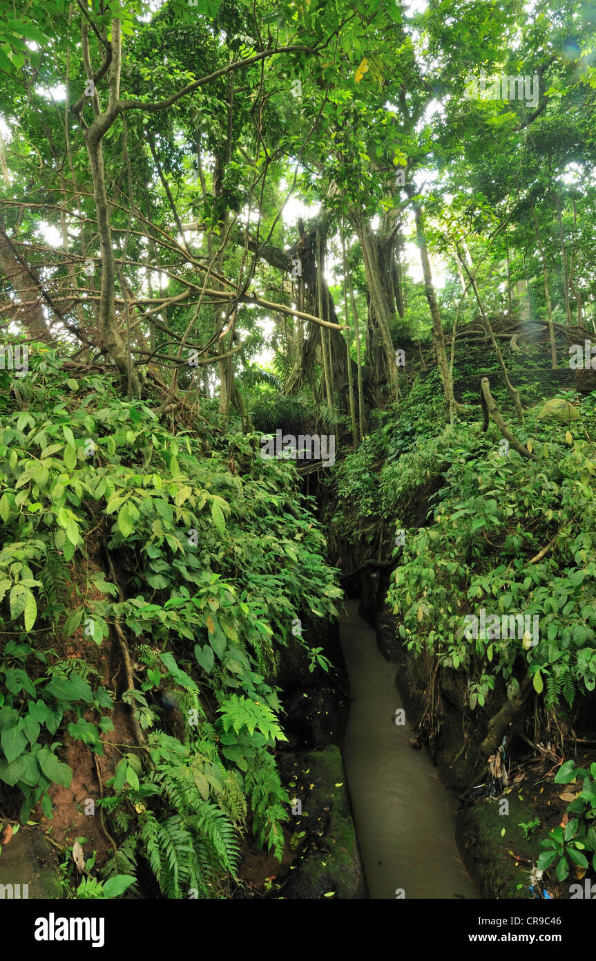 Ubud Monkey forest, Ubud, Bali, Indonesia, Asia Stock Photo - Alamy