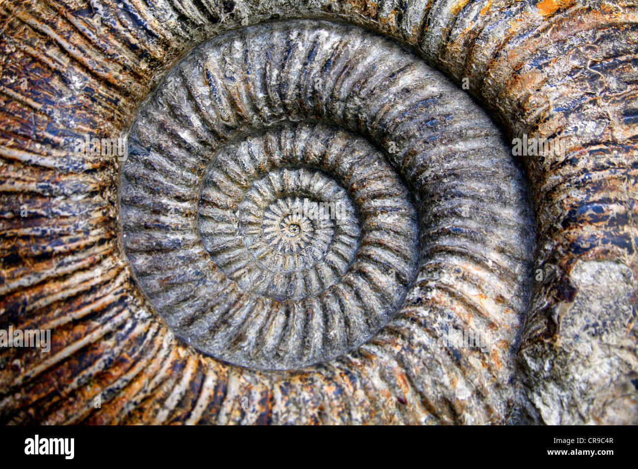 Ammonite, about 140 million years old fossilized cephalopods in the ...