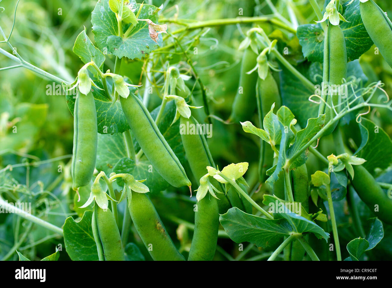 Pea Harvesting Season gets underway in Norfolk Stock Photo - Alamy