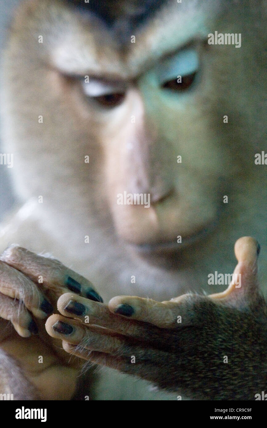Human evolution ape man hi-res stock photography and images - Alamy