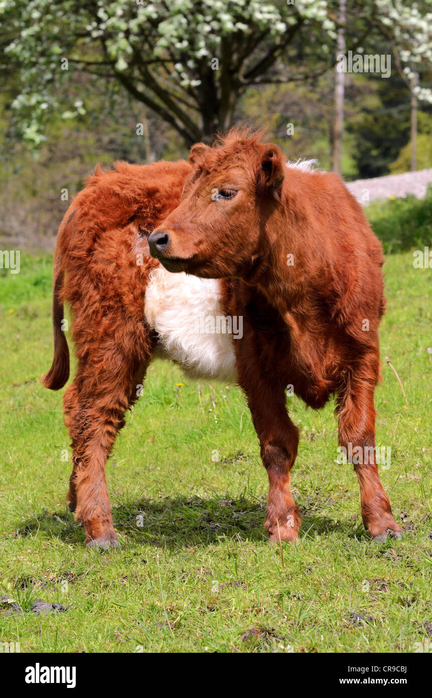 Close up young bull hi-res stock photography and images - Alamy